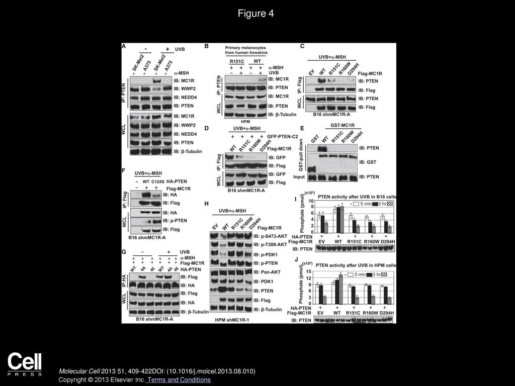 Mc1r Is A Potent Regulator Of Pten After Uv Exposure In Melanocytes