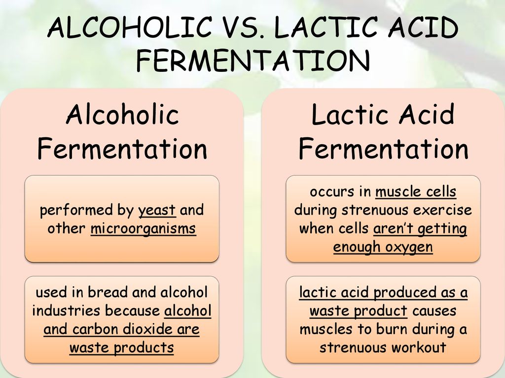 Photosynthesis And Cellular Respiration Ppt Download