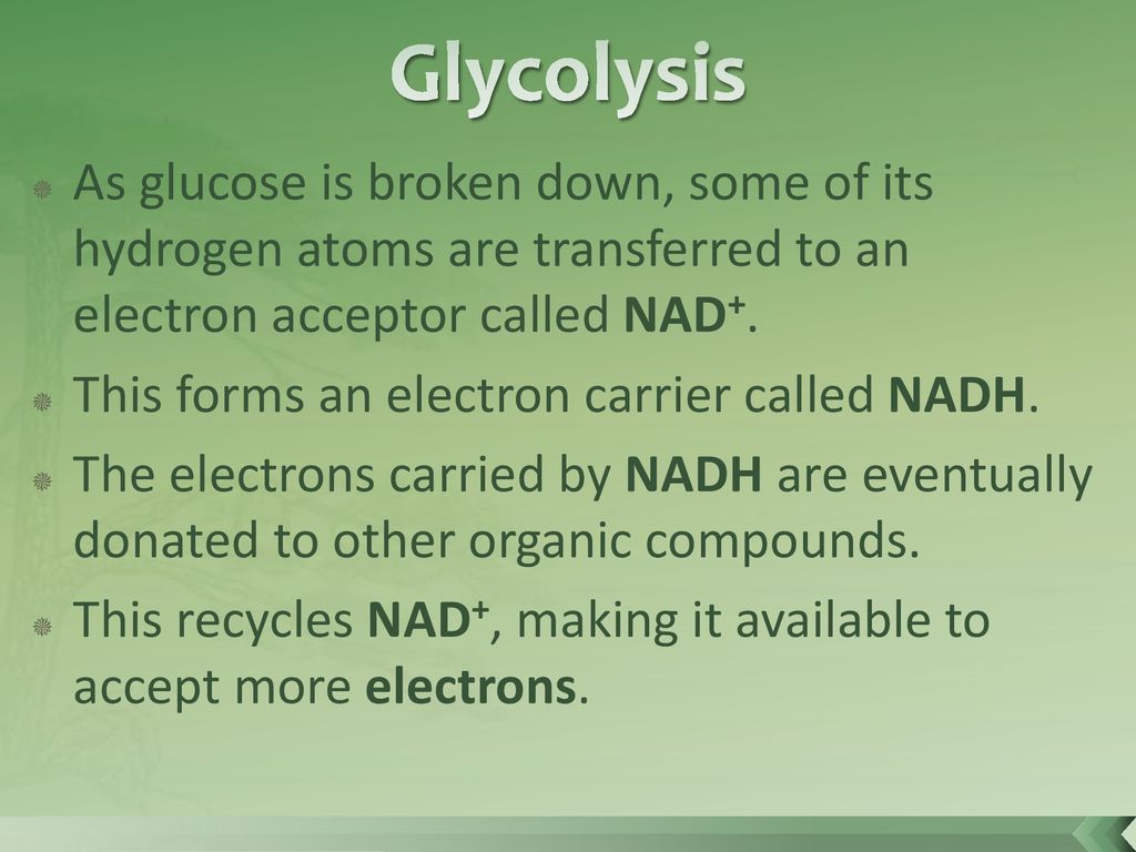 Photosynthesis And Cellular Respiration Ppt Download