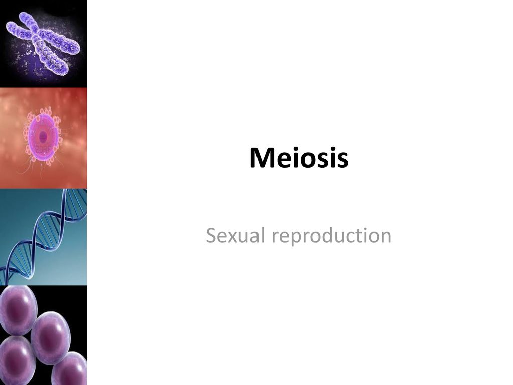 Meiosis Sexual Reproduction Ppt Download