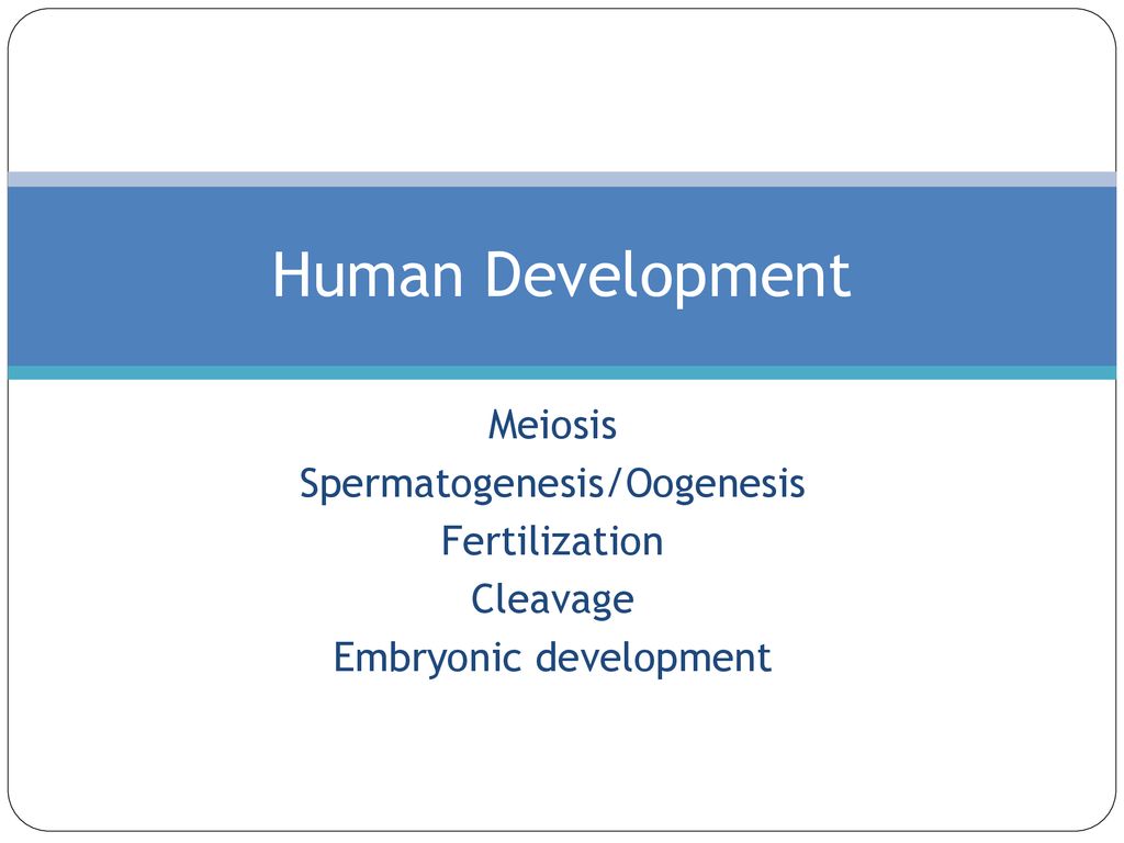 Human Development Meiosis Spermatogenesis Oogenesis Fertilization Ppt