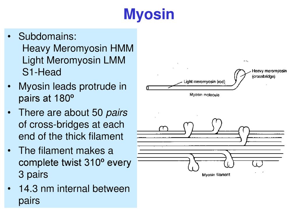 Topic 14: Skeletal Muscle - ppt download
