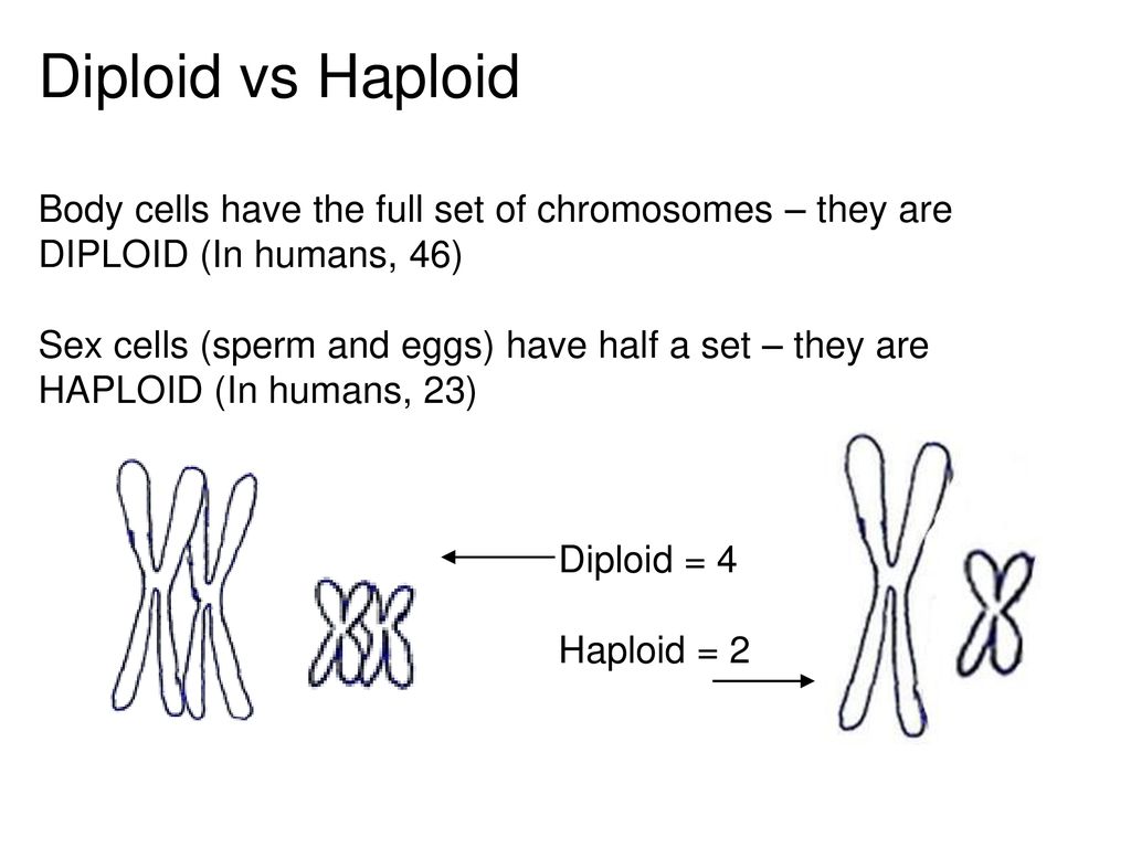 Chapter 10 Meiosis Copyright © The Mcgraw Hill Companies Inc Permission Required For