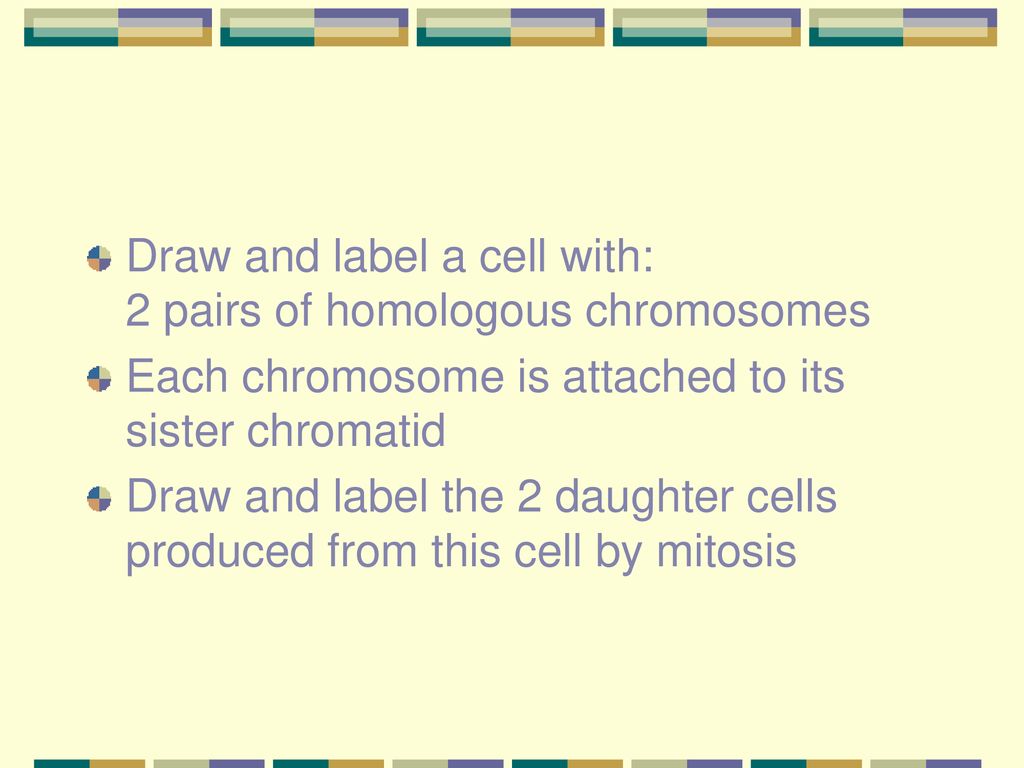 Draw And Label A Cell With 2 Pairs Of Homologous Chromosomes Ppt