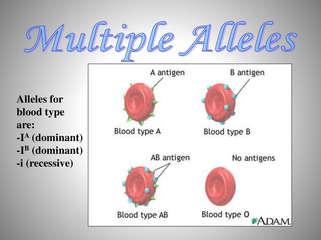 Multiple Allele Trait Examples