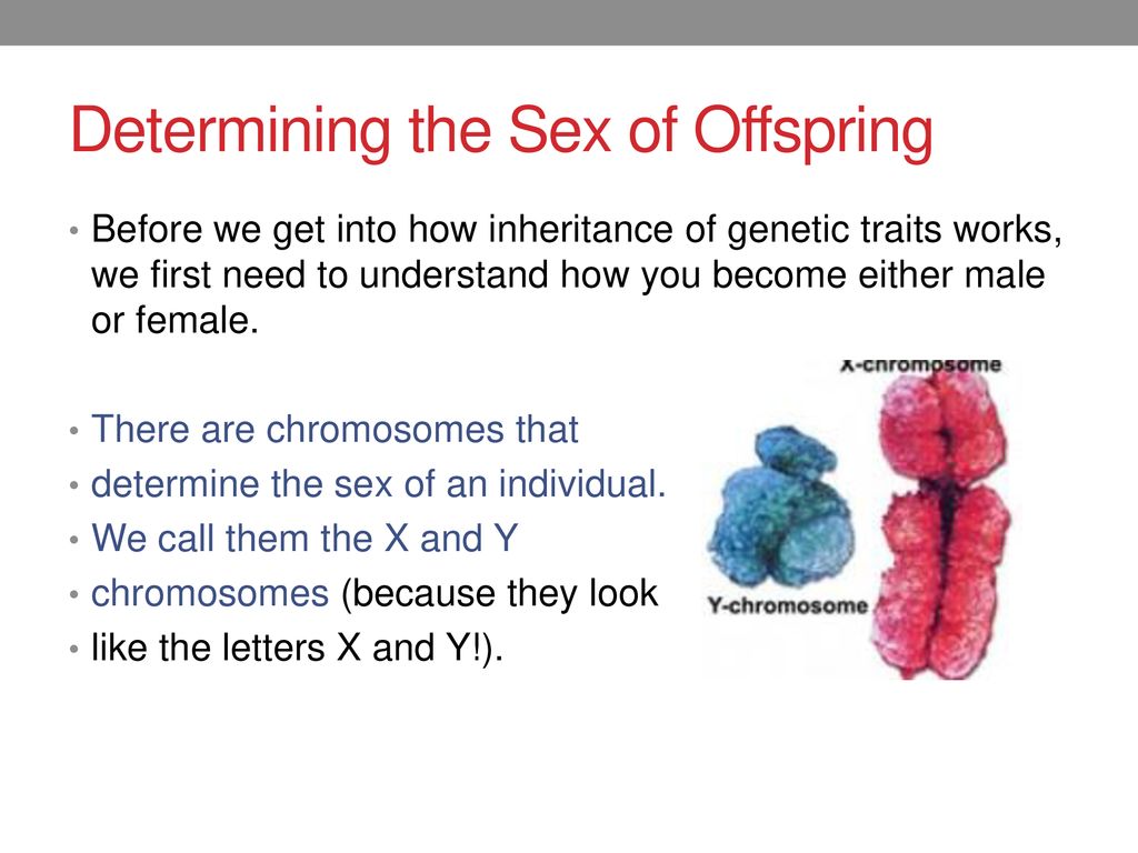 Genetics And Heredity Ppt Download