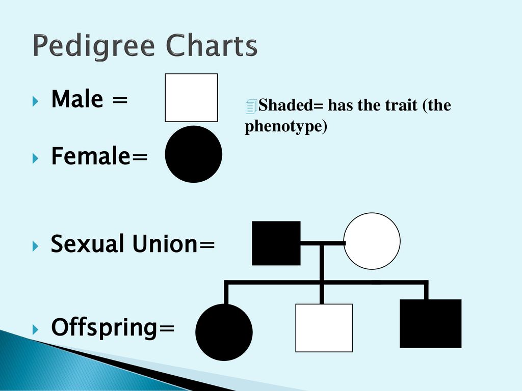 Mendelian Genetics Chapter 10 And Ppt Download