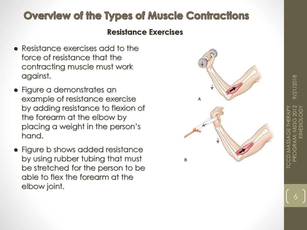 Types Of Muscle Contraction Isometric Isotonic Eccentric 40 Off