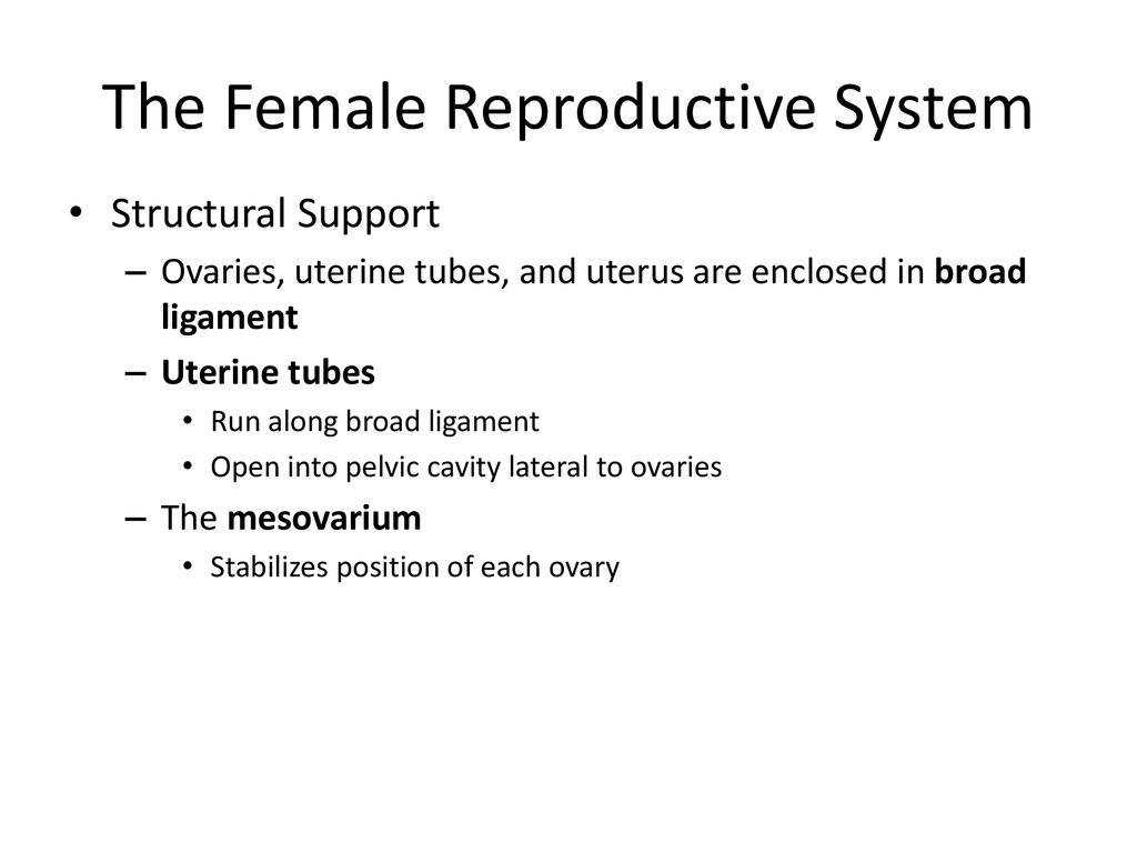 The Female Reproductive System Ppt Download