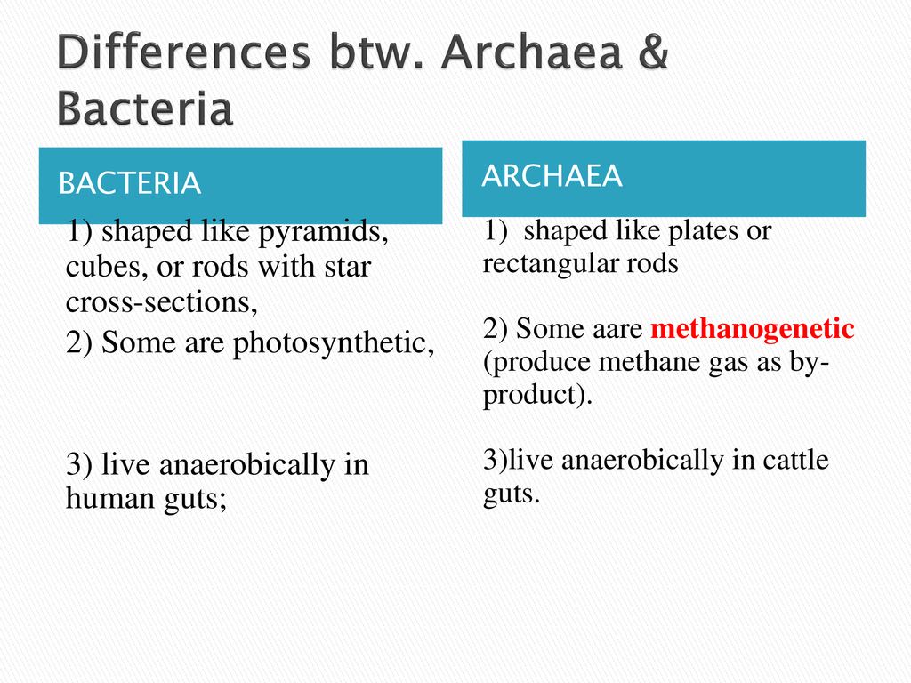 Archaea Vs Bacteria Archaea Vs Bacteria