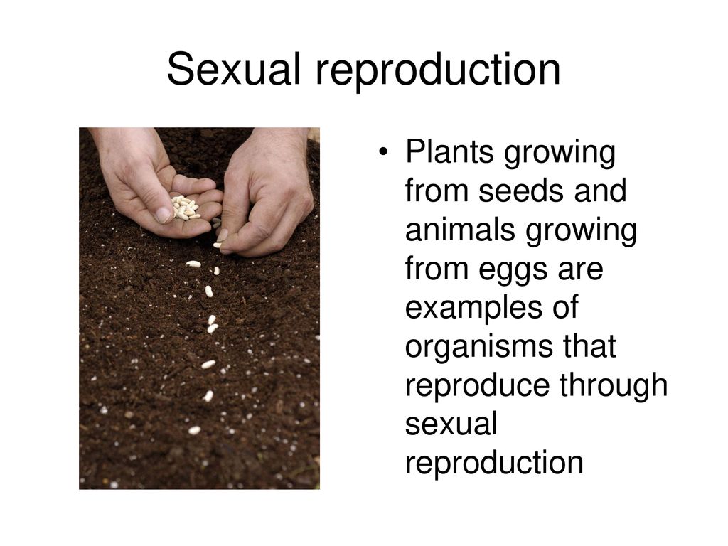 Cell Division Sexual And Asexual Reproduction Ppt Download