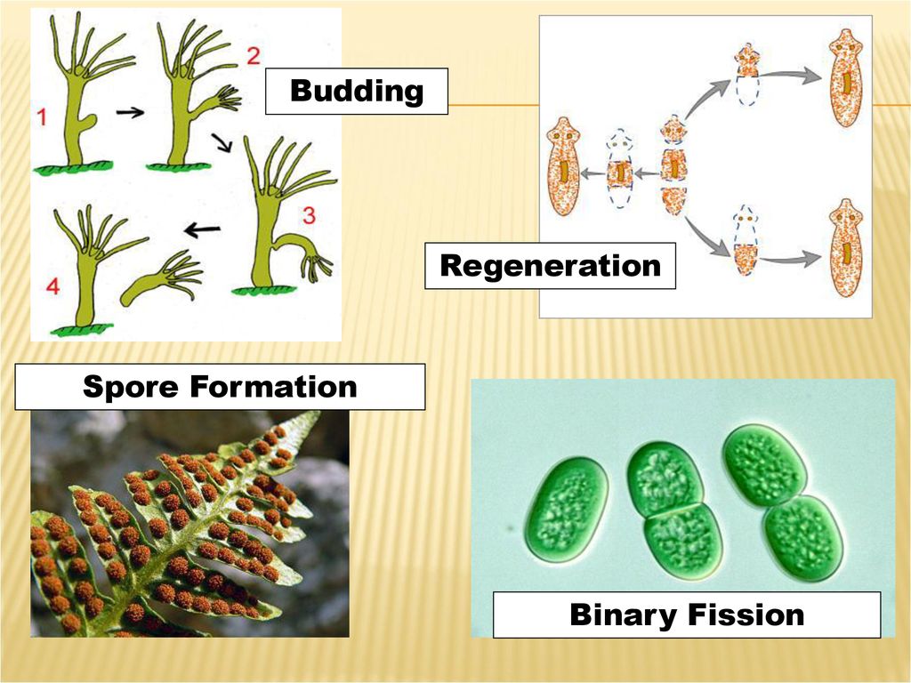 Asexual Reproduction 2 24 16 Ppt Download