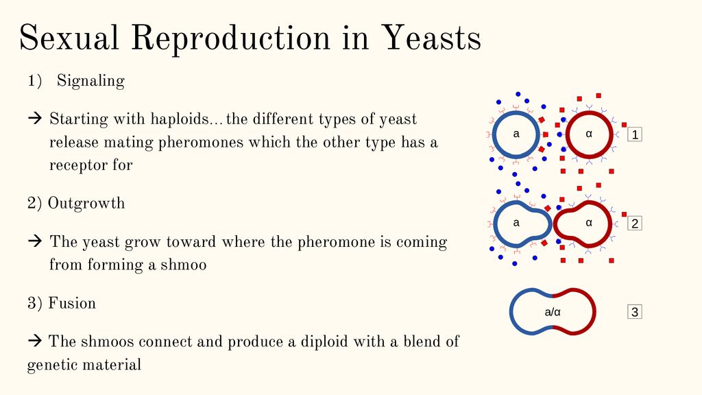 Signal Transduction Pathways Basics Vocab Ppt Download