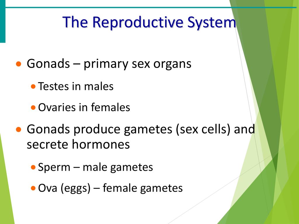 The Reproductive System Ppt Download