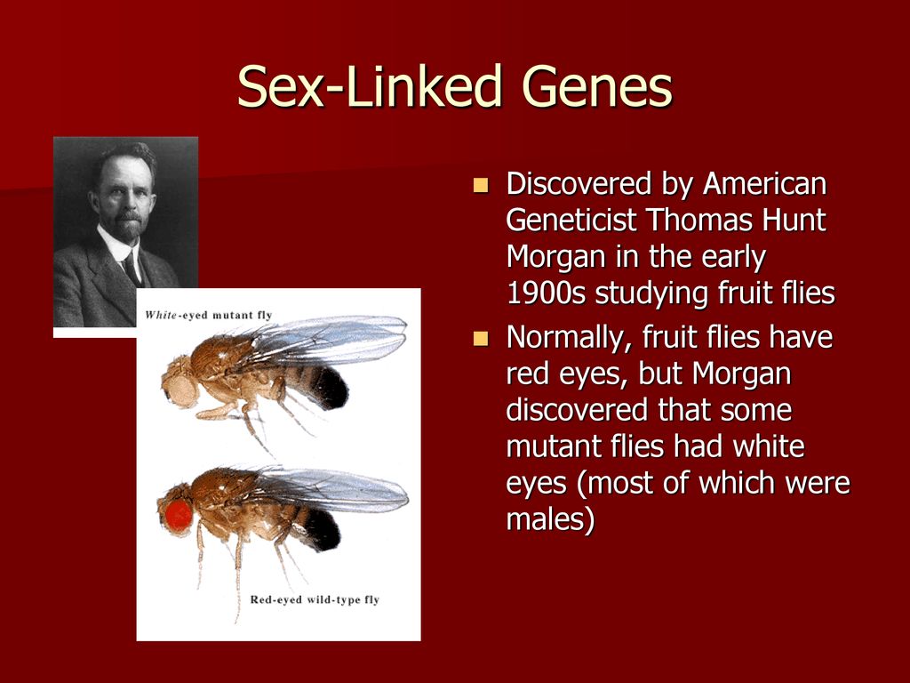 Genetic Linkage Chapter 11 Section Ppt Download