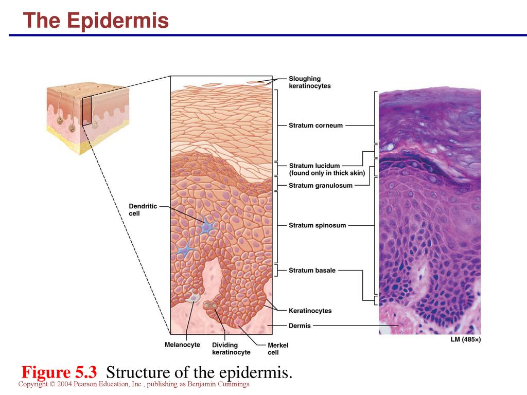 art labeling activity the structure of the epidermis ... art labeling activity the structure of the epidermis ...