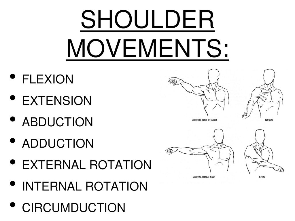 Shoulder Flexion And Extension Shoulder Flexion And Extension