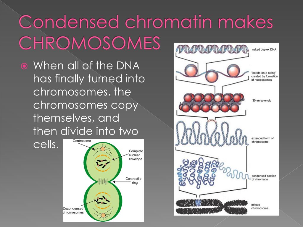 (genes and chromosomes too…) - ppt download