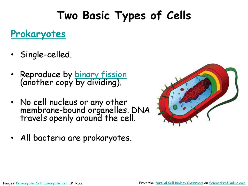 Cell Theory Prokaryotes & Eukaryotes. - ppt download Cell Theory Prokaryotes & Eukaryotes. - ppt download
