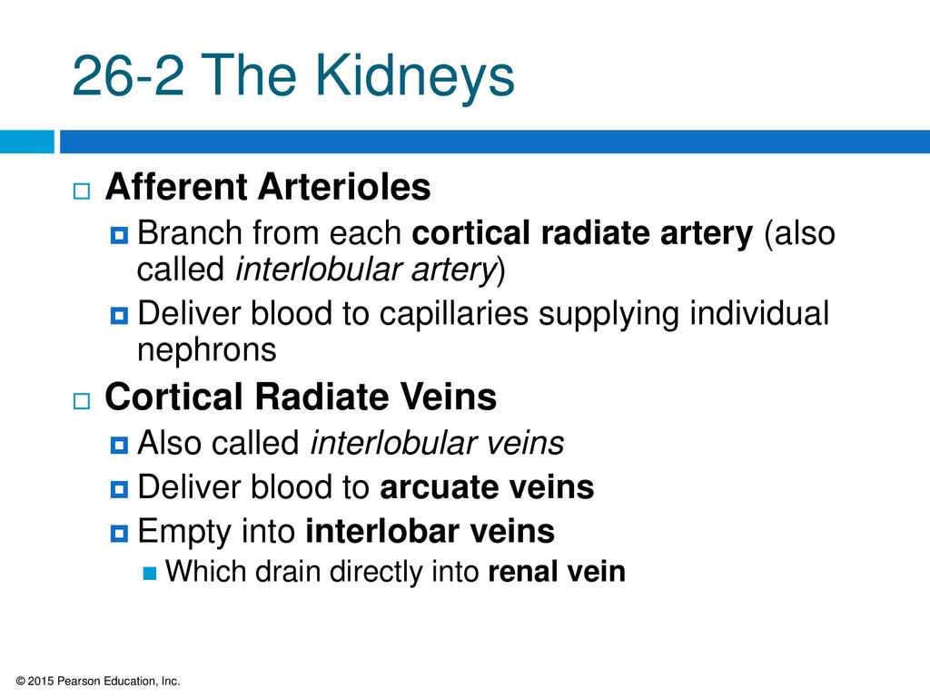 The Urinary System Chapter Ppt Download