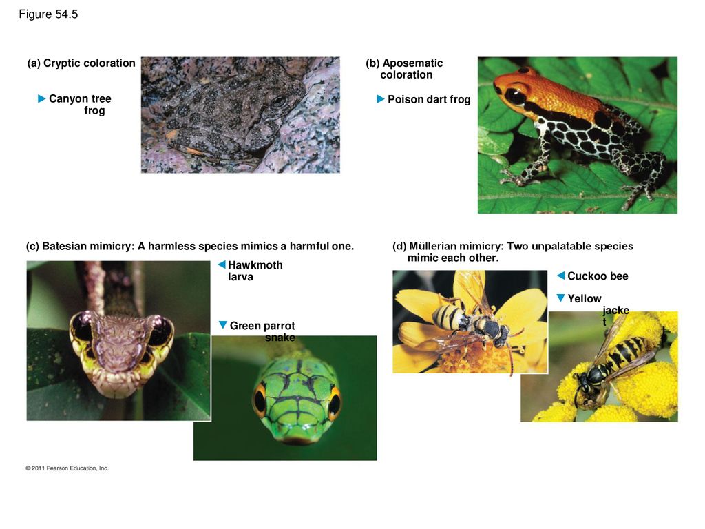 Chapter 54 Community Ecology Ppt Download