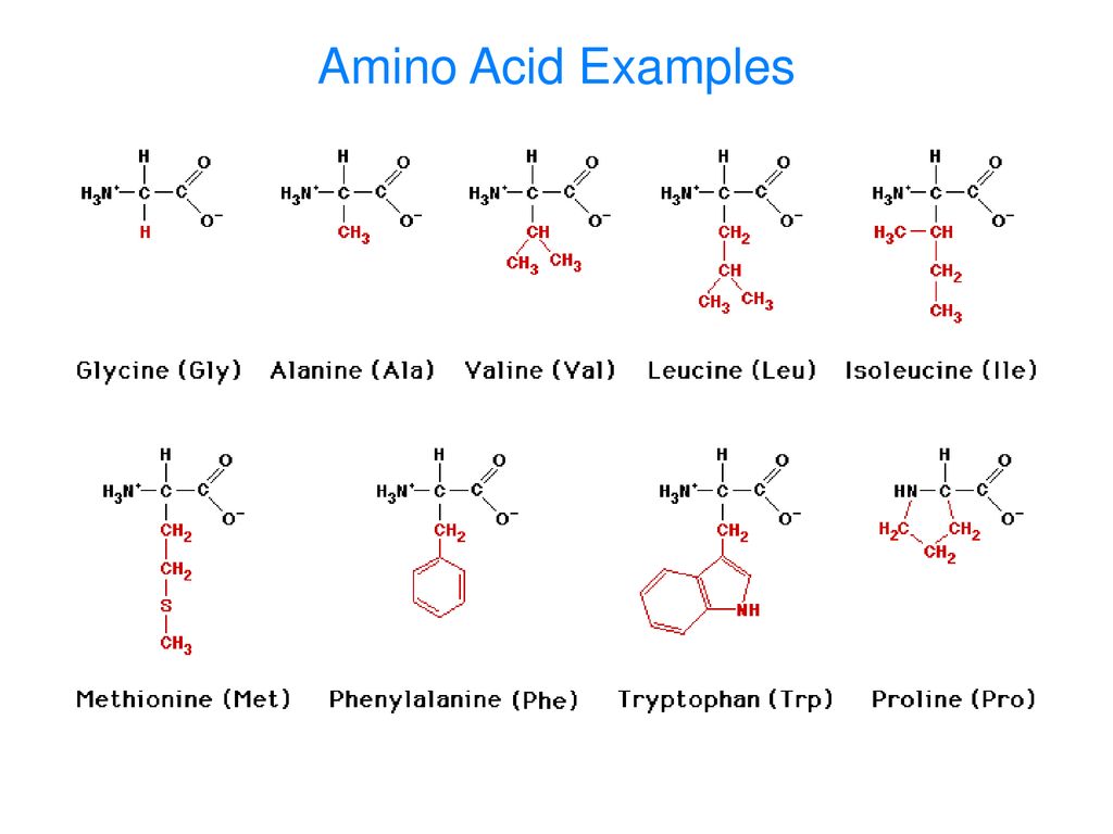 Eq What Are The Structures And Functions Of Biomolecules Ppt Download