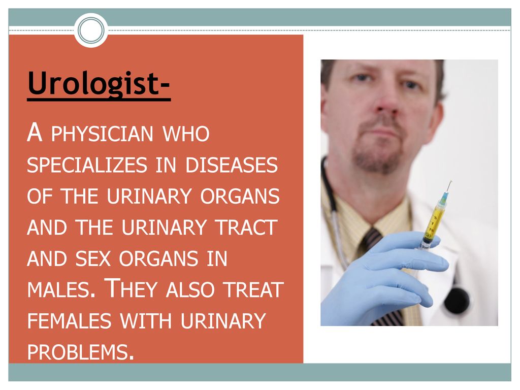 Male Reproductive System Ppt Download