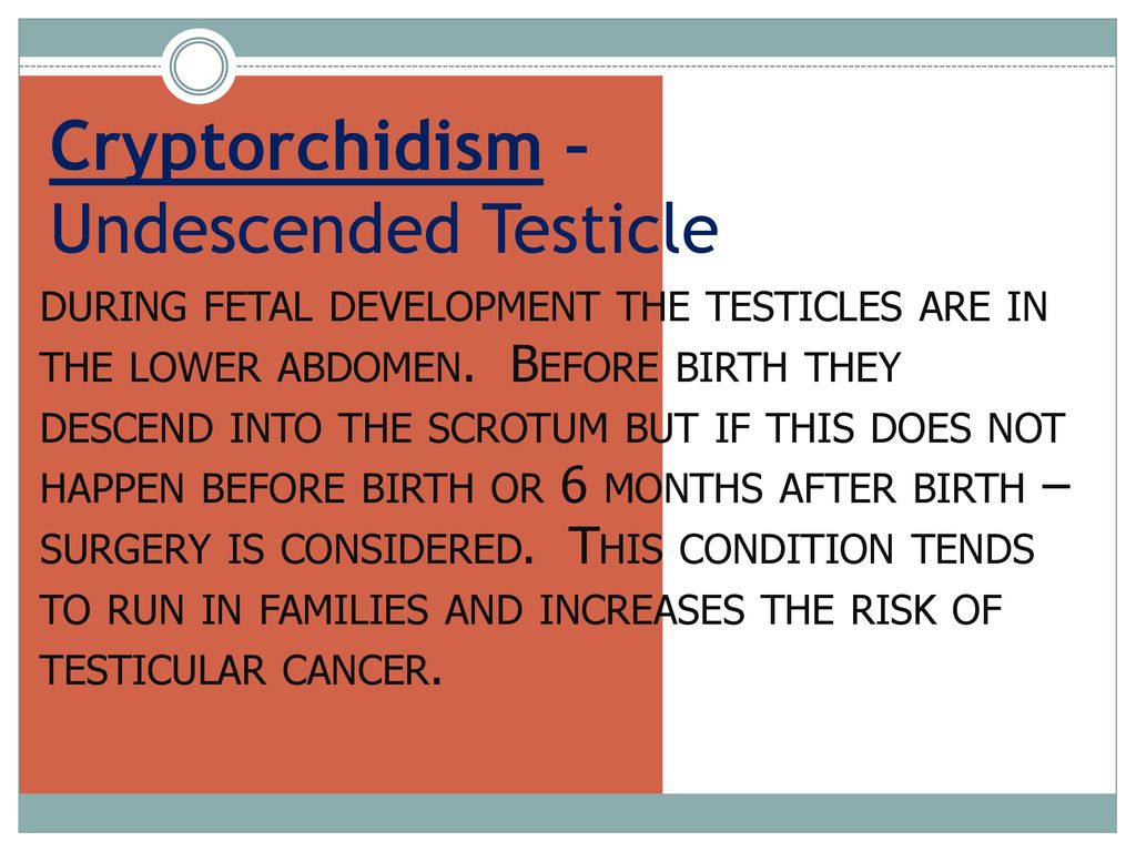 Male Reproductive System Ppt Download