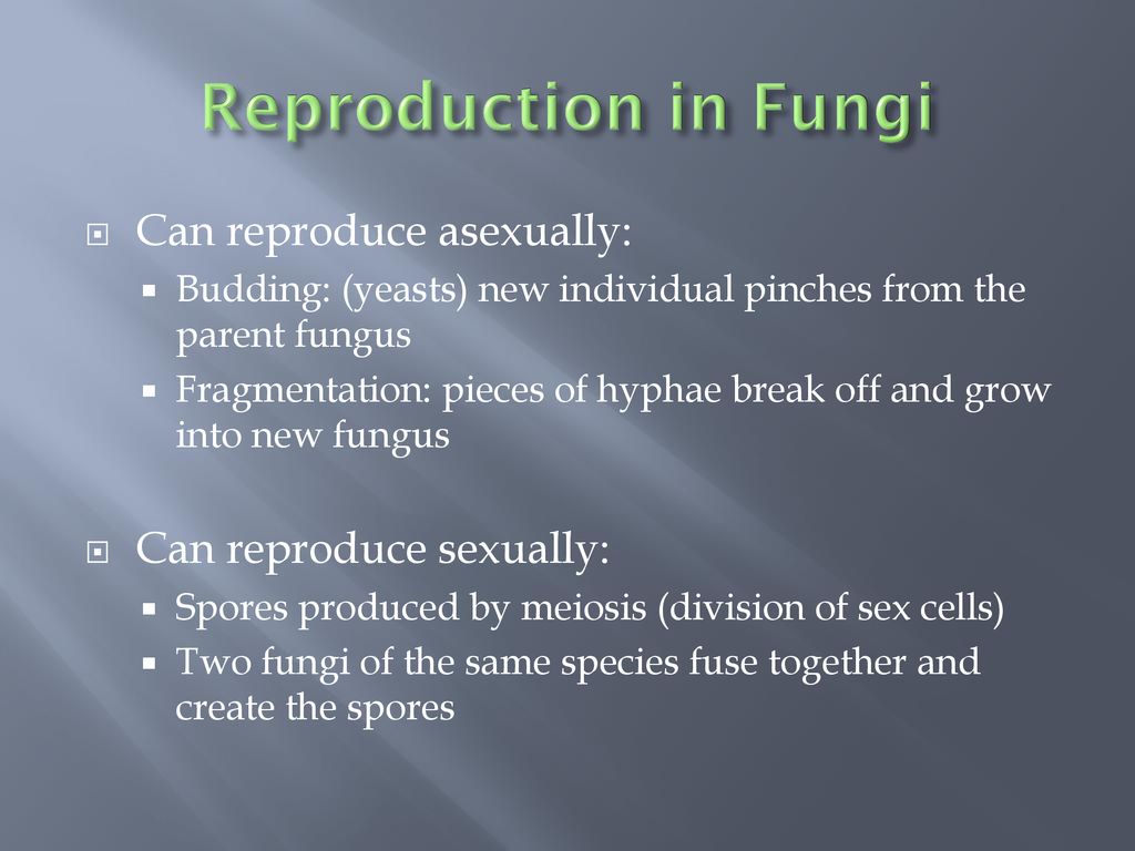 Kingdom Fungi Ppt Download
