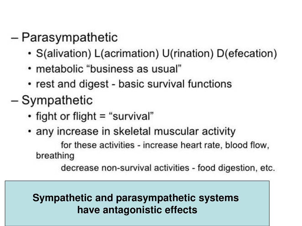 Autonomic Nervous System Ppt Download