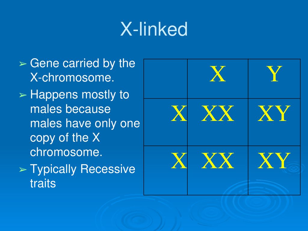 Pedigrees And Sex Linked Traits Mrs Ray Human Chromosomes Humans Have 23