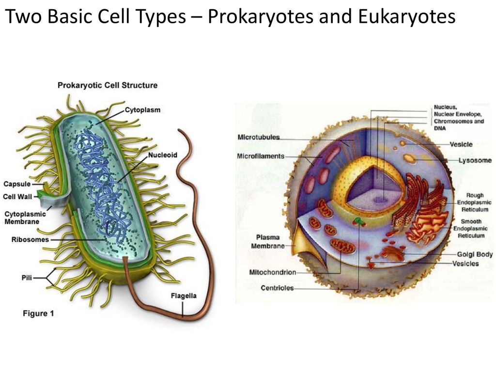 Cytology 3.1, September ppt download Cytology 3.1, September ppt download