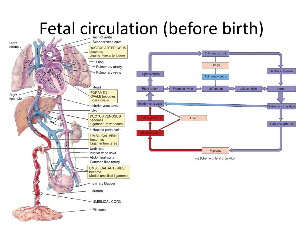 Fetal Circulation Pathway