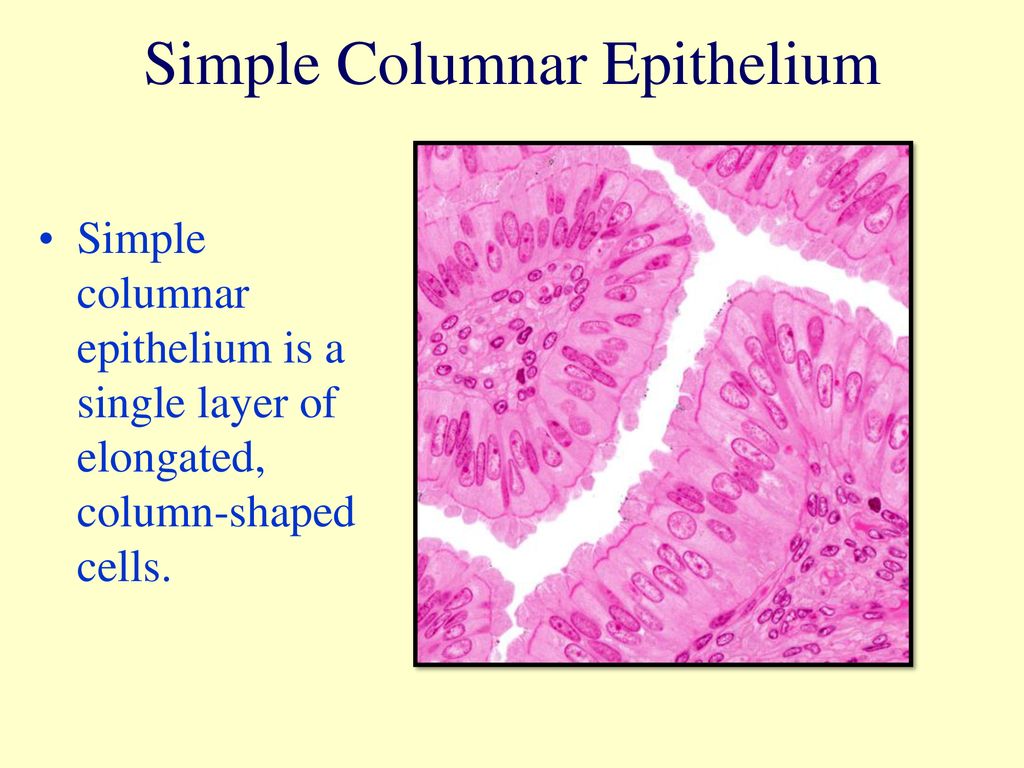 Tissues Integument And Endocrine System Ppt Download