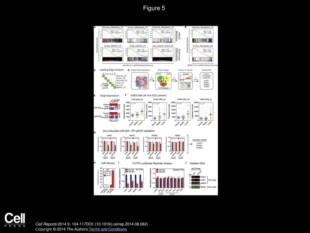 Volume 9, Issue 1, Pages (October 2014) - ppt download Volume 9, Issue 1, Pages (October 2014) - ppt download