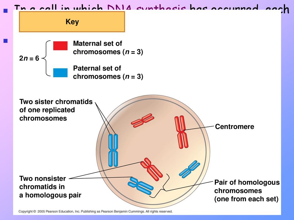 Meiosis And Sexual Life Cycles Ppt Download