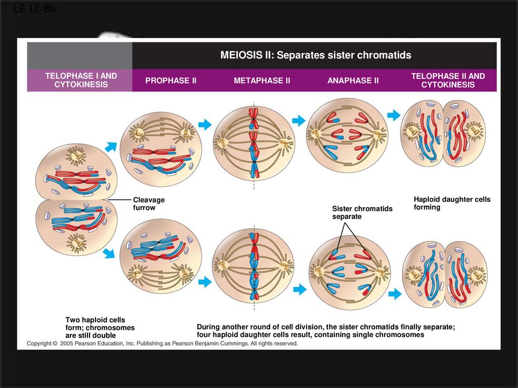 Meiosis And Sexual Life Cycles Ppt Download