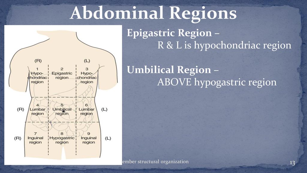 Structural Organization Units Ppt Download