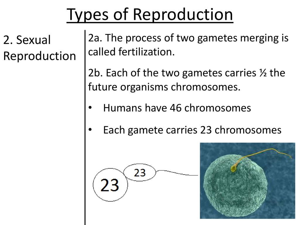 Types Of Reproduction 1 Introduction Ppt Download