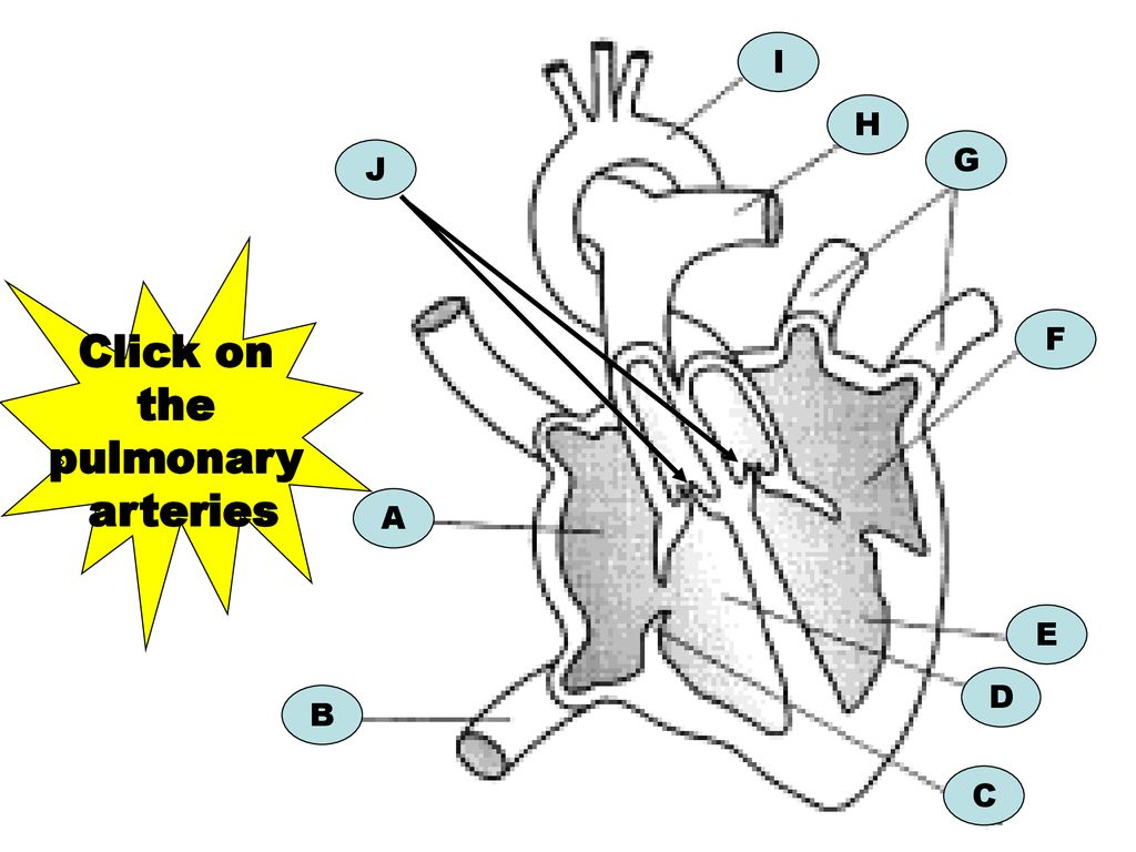 3 1 5 Cardiac Cycle L O To Label The Main Structures Of The Heart