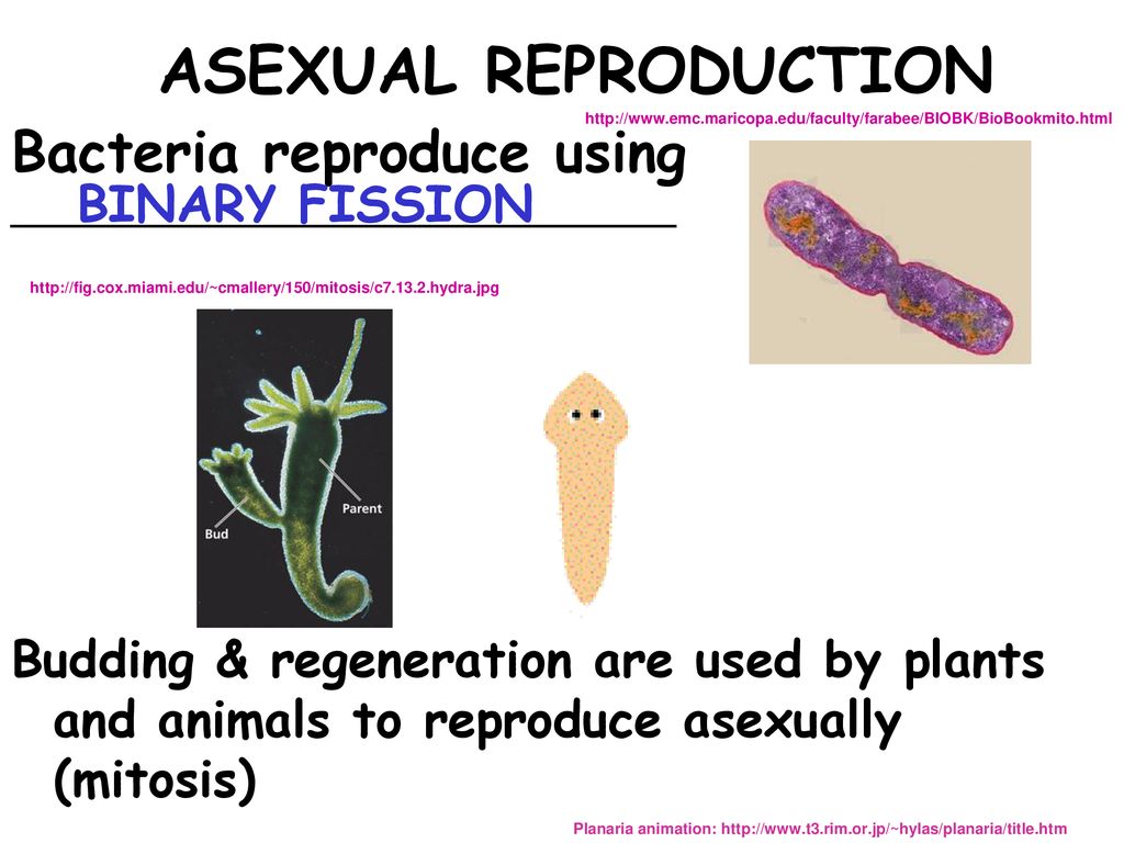 Reproduction Ppt Download