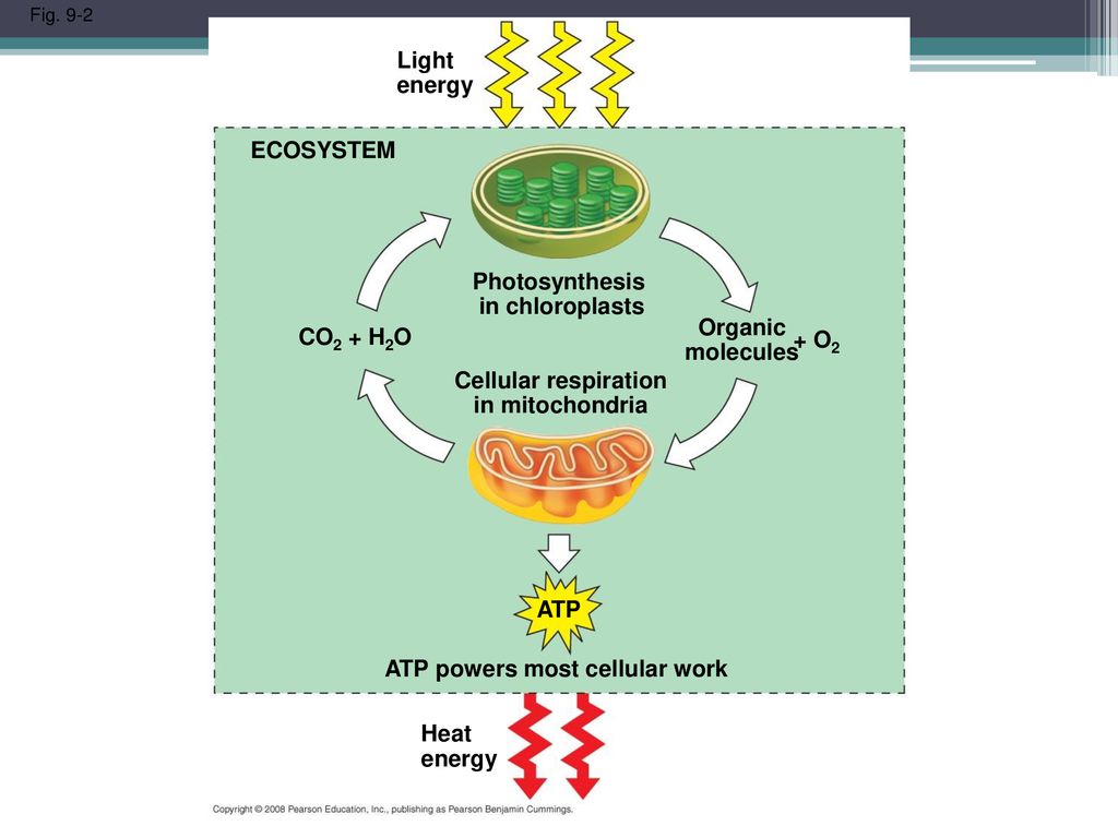 Energy Flow Through An Ecosystem Pearson Energy Flow Through An Ecosystem Pearson