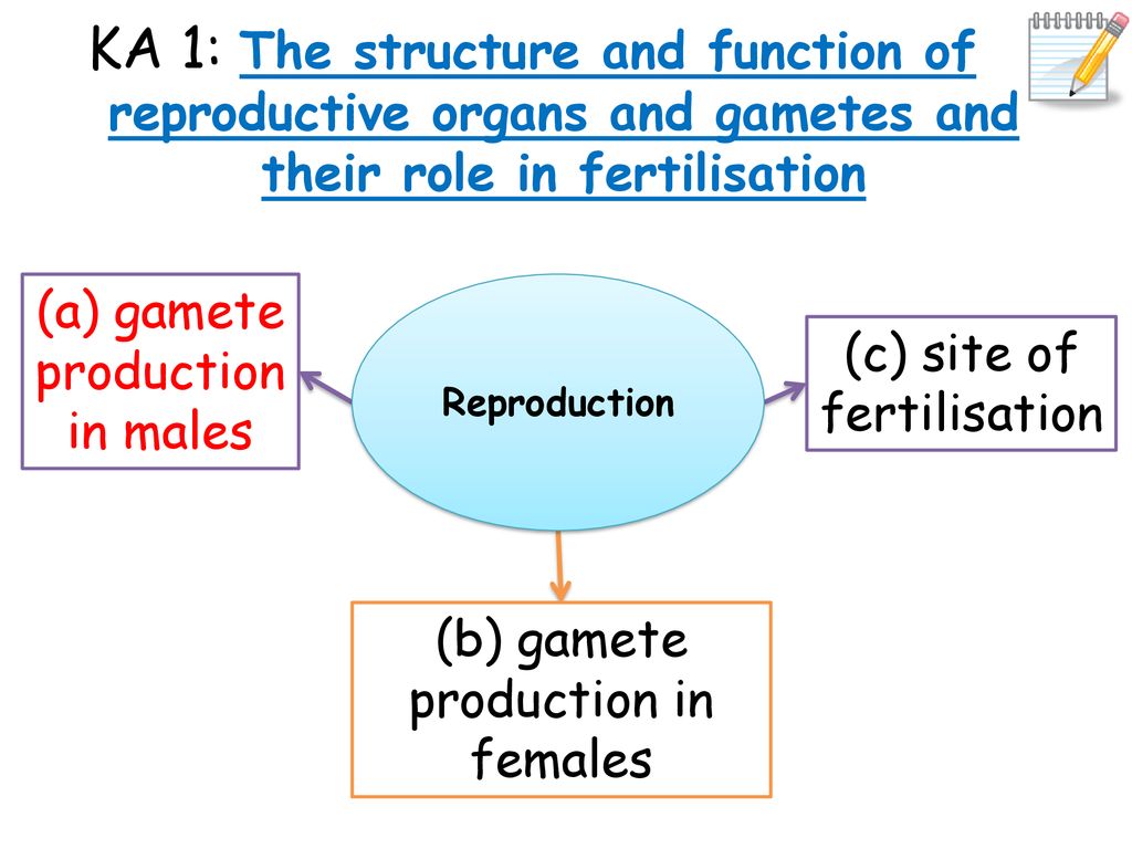 A The Reproductive System Ppt Download