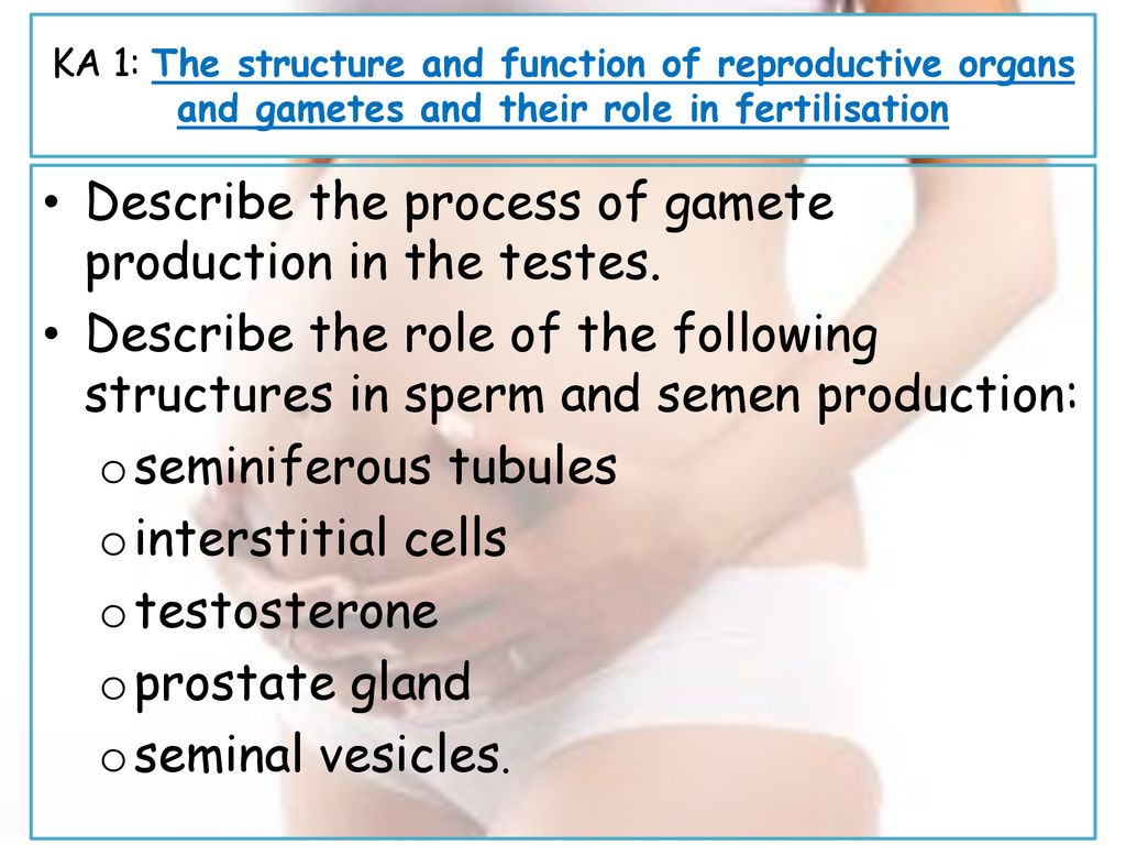 A The Reproductive System Ppt Download