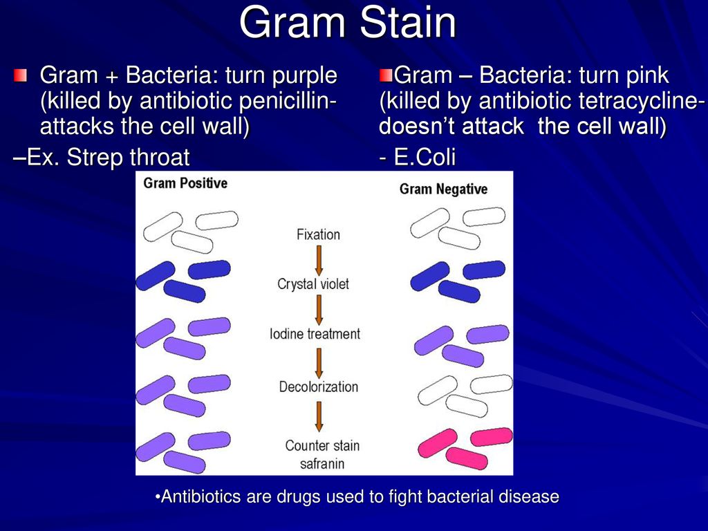 Bacteria Ppt Download