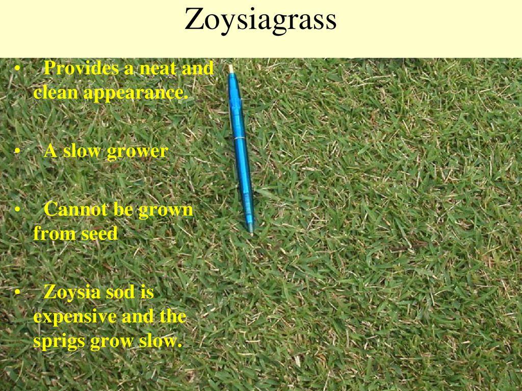 Selecting Lawn Grasses Ppt Download