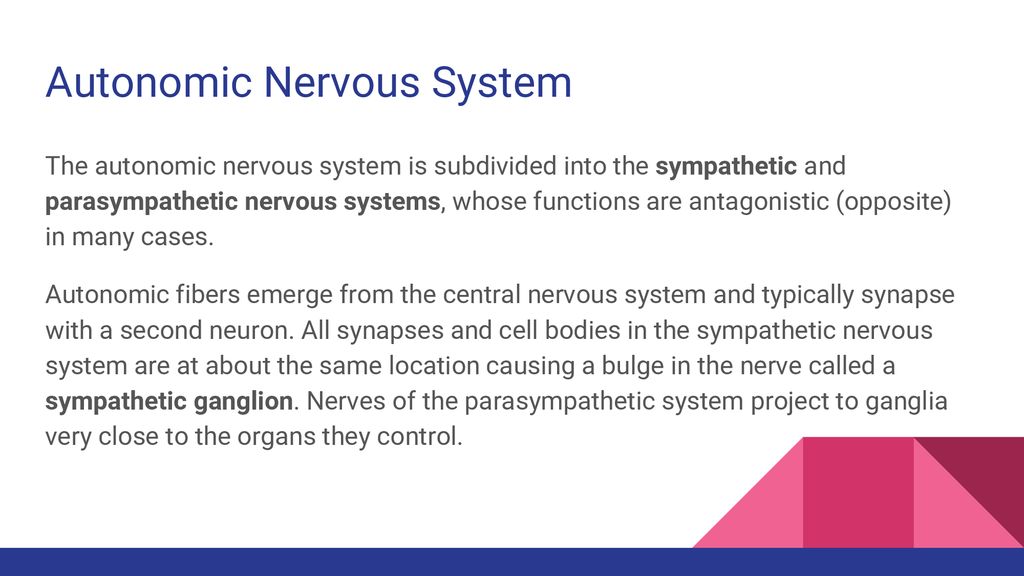 The Nervous System Ppt Download