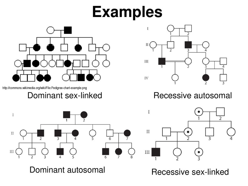 Autosomal Recessive Vs Autosomal Dominant Pedigree Autosomal Recessive Vs Autosomal Dominant Pedigree