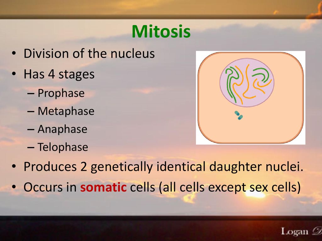 The Cell Cycle Ppt Download