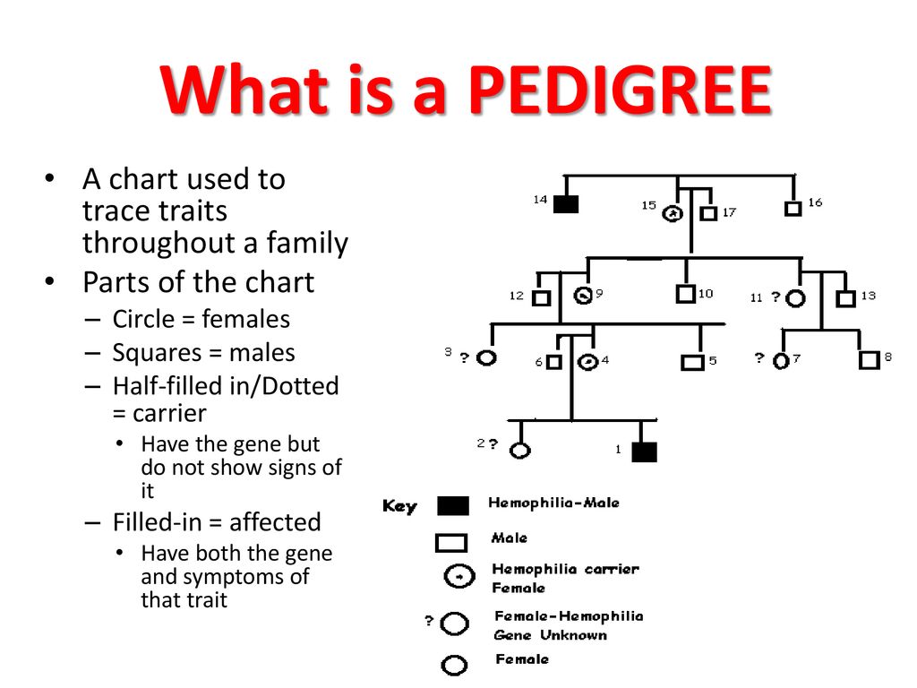 Pedigrees And Sex Linked Traits Ppt Download